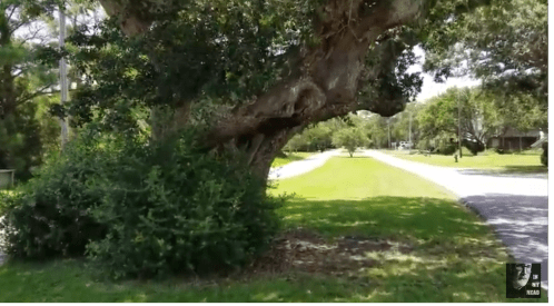 The Legend Of The Witch Tree In North Carolina Will Send Chills Up Your ...