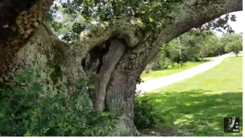 The Legend Of The Witch Tree In North Carolina Will Send Chills Up Your ...