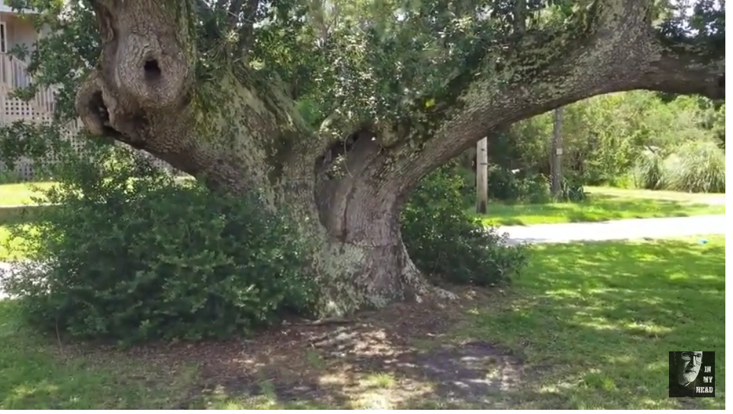 The Legend Of The Witch Tree In North Carolina May Send Chills Down ...