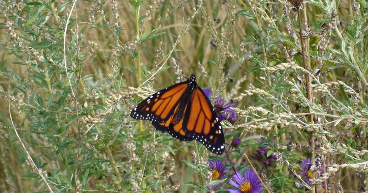 Thousands Of Monarch Butterflies Are Headed Straight For Colorado This ...
