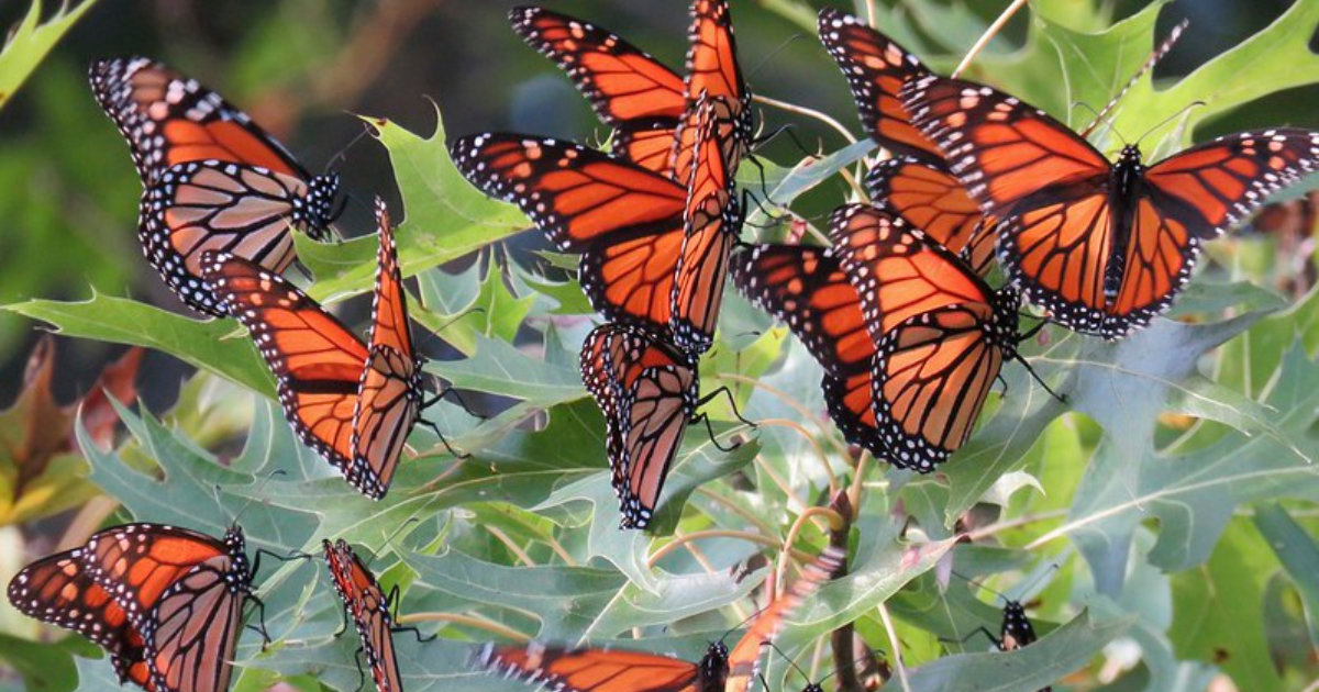This Spring: See Monarch Butterflies In Illinois