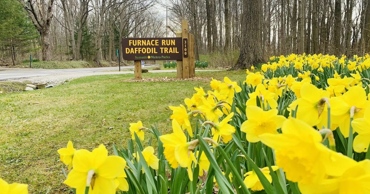 Surround Yourself With Yellow Blooms When You Take An Early Spring Hike ...