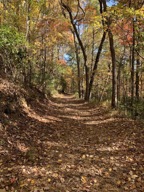 Best Loop Trails In Georgia: The Long Branch Loop Trail
