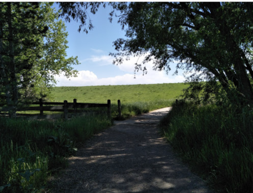 Short Day Hikes In Colorado: Niwot Loop Trail