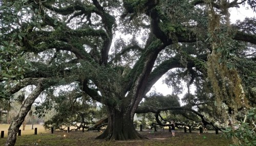 Constitution Oak Is The Oldest Tree In Alabama