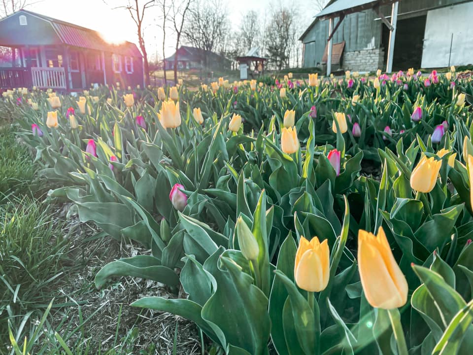 Gooseberry Bridge Farm: Tulip Farm In Rogersville, Missouri