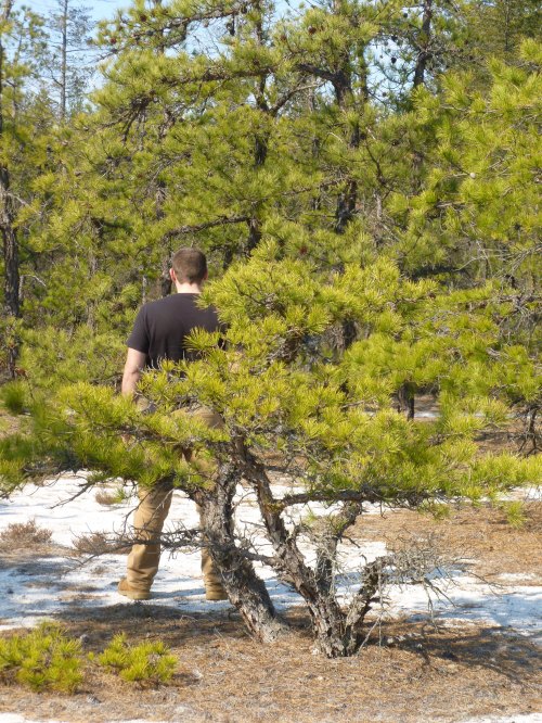 Find The Only Pygmy Pine Forest Here In New Jersey