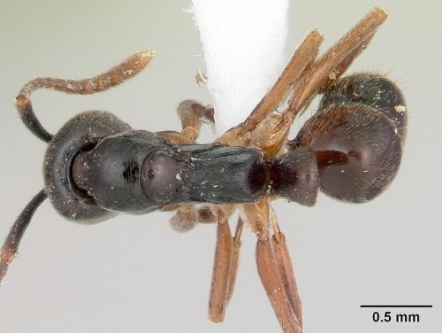 Be On The Lookout For The Red Velvet Ant In Indiana This Year