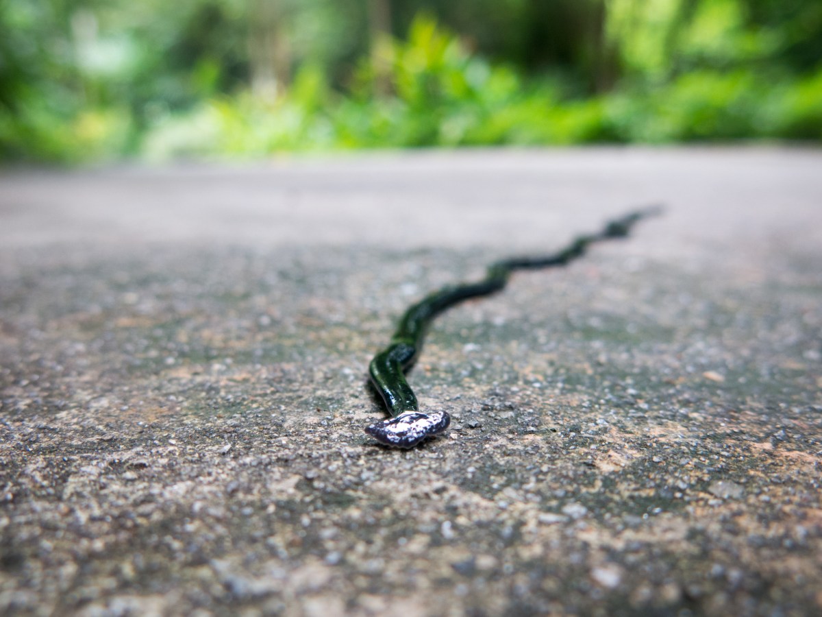 It's Raining Worms In Louisiana!