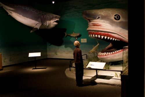 Museum Of Ancient Life: A Must-Visit Museum In Utah