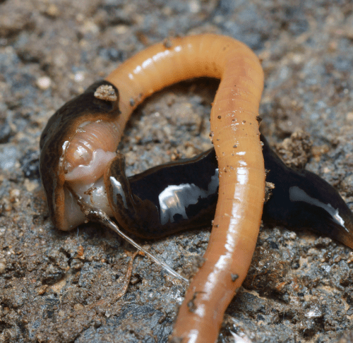 There's A Destructive And Invasive Species Of Worm In Georgia