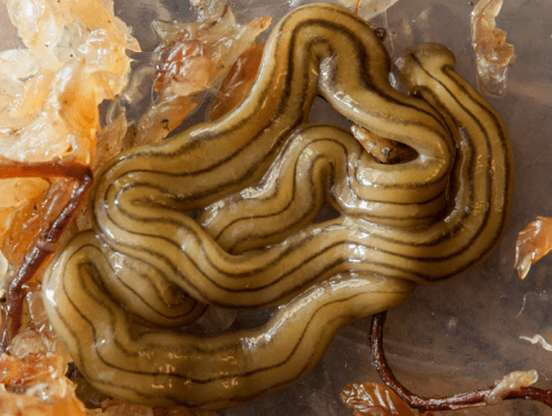 There's A Destructive And Invasive Species Of Worm In Georgia