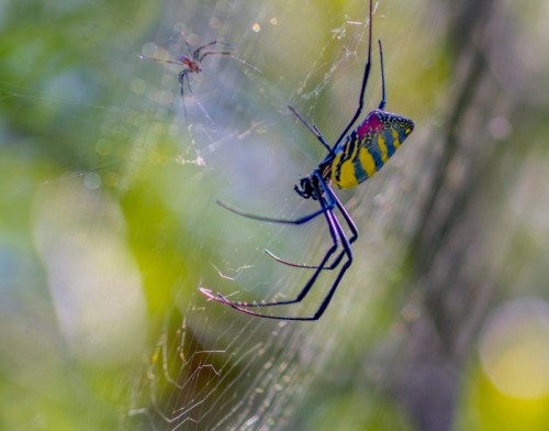 The Joro Spiders May Be Arriving In Ohio Soon