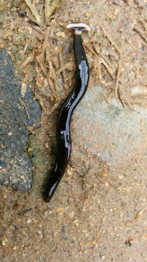 Hammerhead Worm: Invasive Bug In Texas That Can't Be Killed