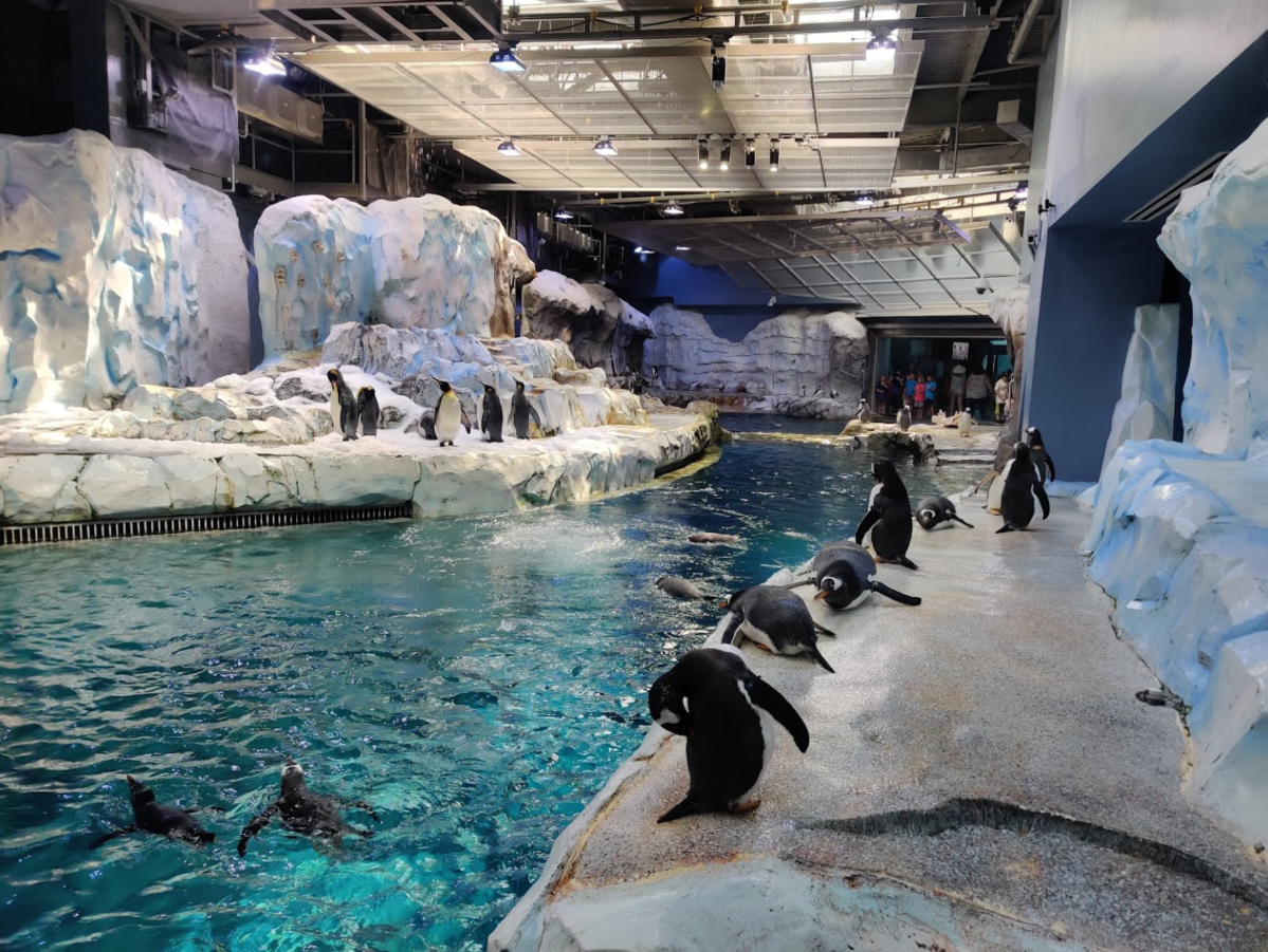 Animal Lovers Will Adore The World's Largest Penguin Facility In Detroit