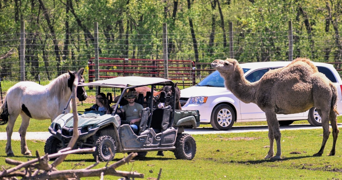 Aikman Wildlife Adventure Is A Drive-Thru Safari Park In Illinois