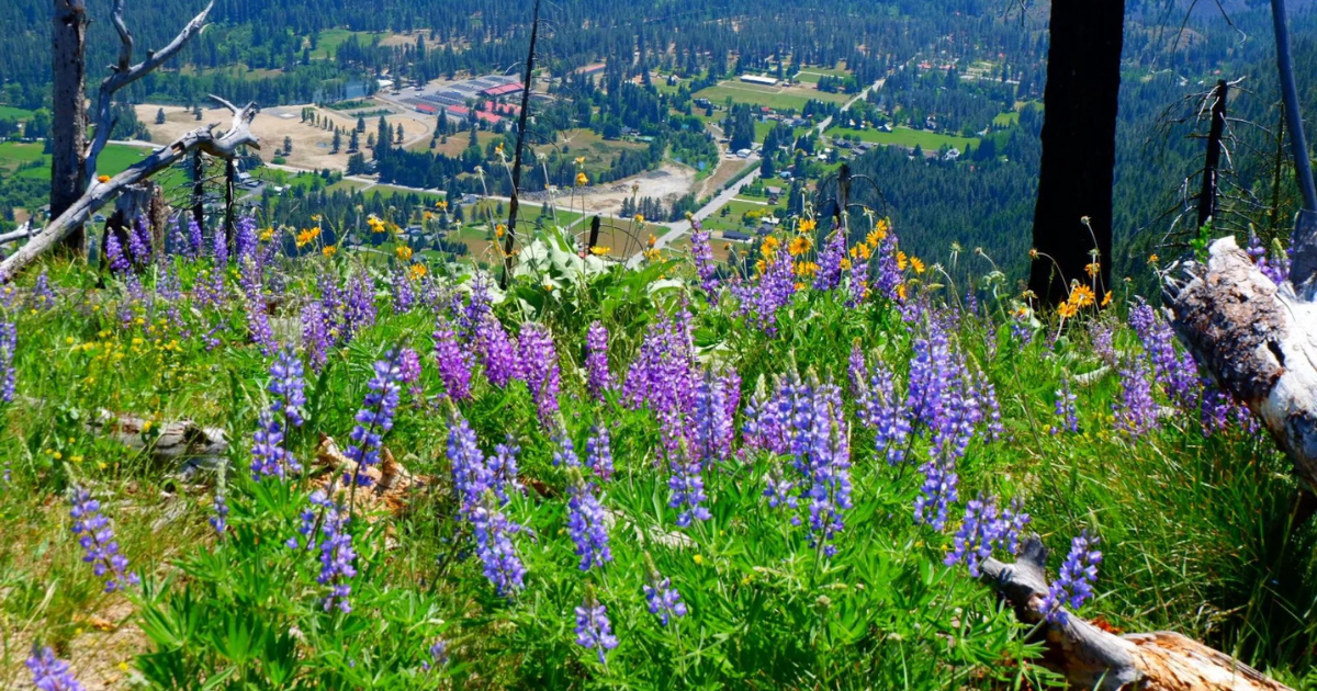 Spring Adventures: 9 Of The Best Hikes In Washington