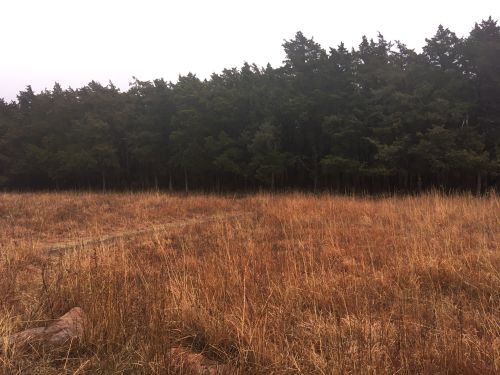 The Parallel Forest Loop Trail Is An Abandoned Trail In Oklahoma