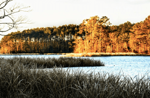 Indian Creek Reservoir Is A Beautiful Spot In The Louisiana Forests