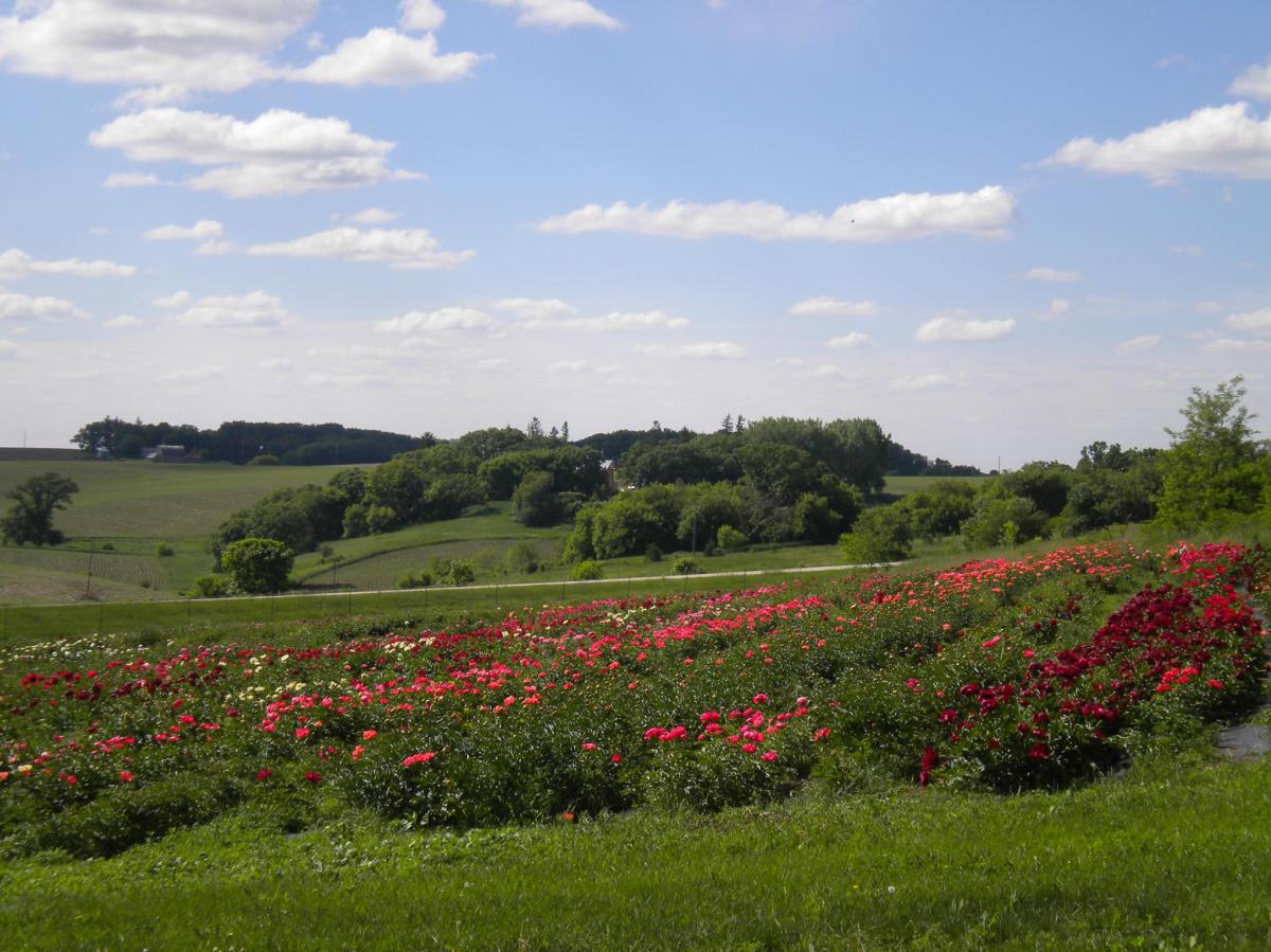Explore A Beautiful Hidden Springs Flower Farm In Minnesota