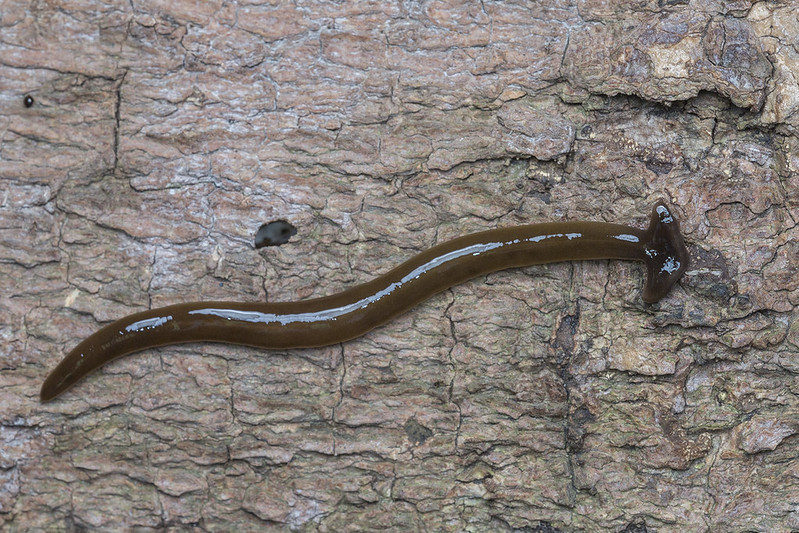 Keep An Eye Out For An Invasive Species Of Worm In Connecticut