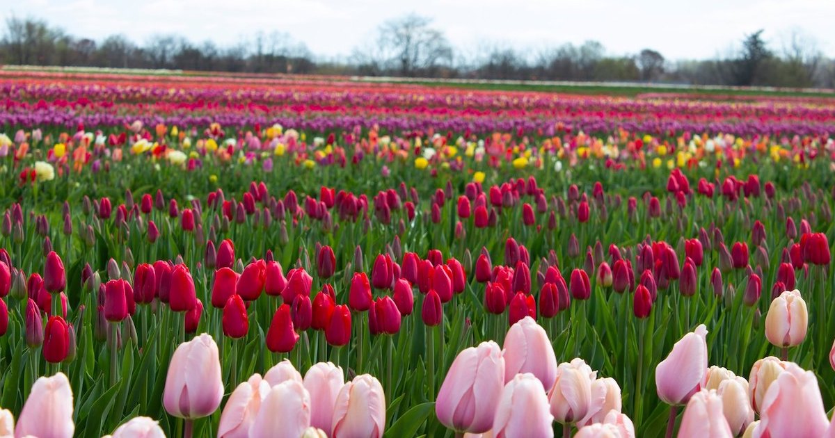 Pick Tulips At One Of The Best Spring Festivals In New Jersey
