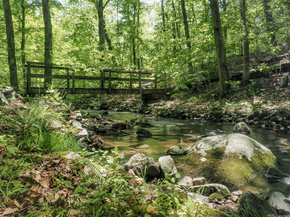 Norvin Green State Forest In New Jersey Is Home To Scenic Hiking Trails