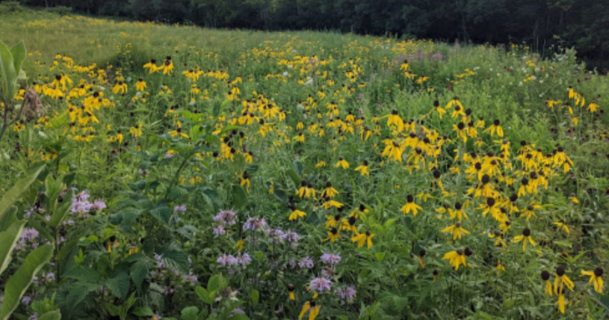 7 Best Hikes To See Wildflowers In Kentucky