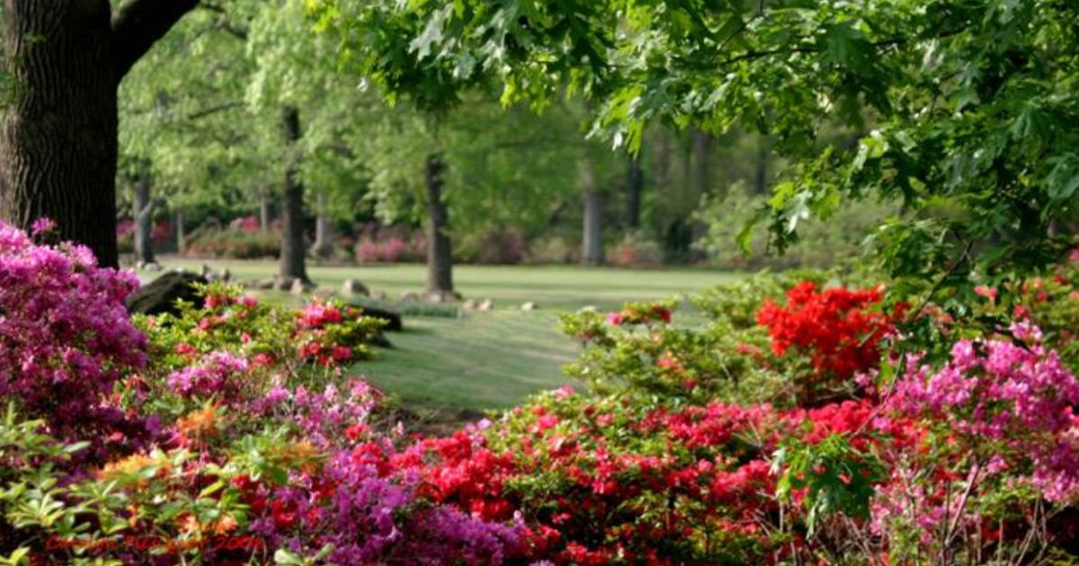 This Beautiful Flower Festival In Oklahoma Worth Checking Out