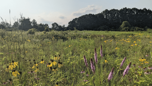 This Easy Wildflower Hike In Detroit Will Transport You Into A Sea Of Color