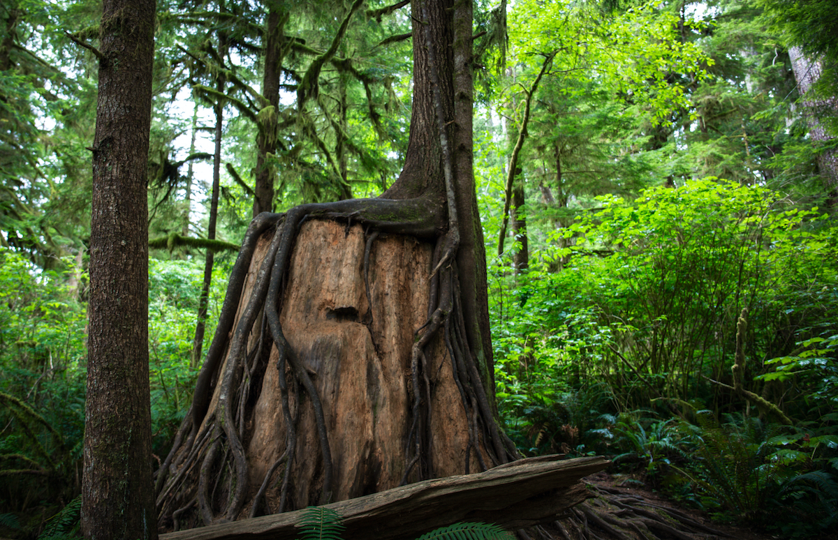 The Most Beautiful Rain Forest In America Is In Washington