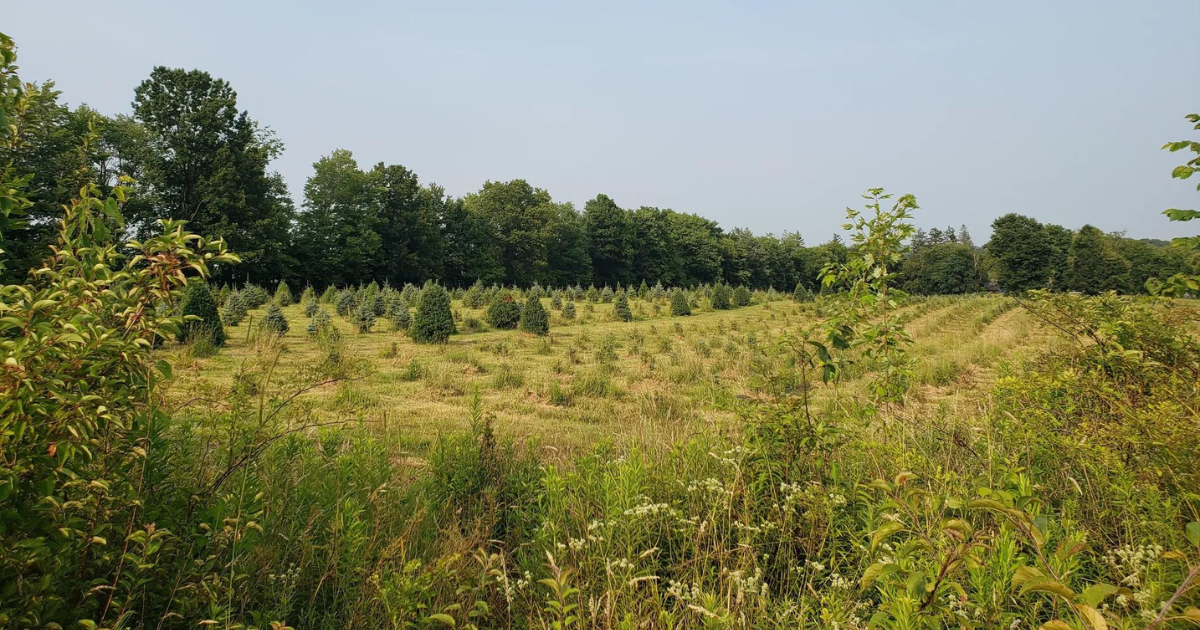 Spring In Ohio: 10 Best Hikes Near Cleveland