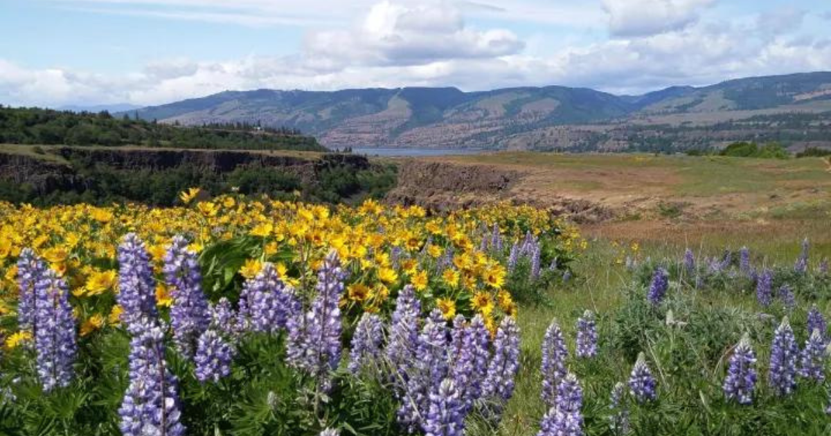 Spring Adventures: 9 Best Hikes In Oregon