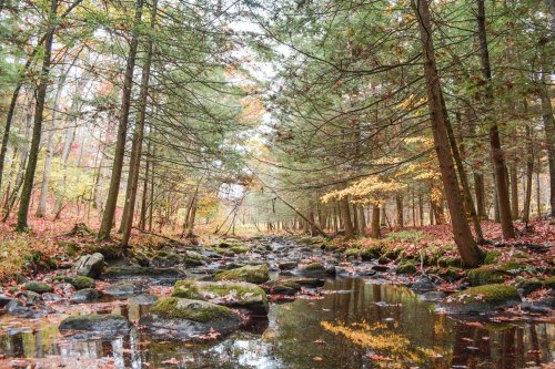 Stokes State Forest Cabins In New Jersey Is The Place To Camp