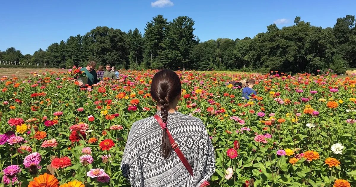 Enjoy U-Pick Flower Farms In Massachusetts At Parlee Farms