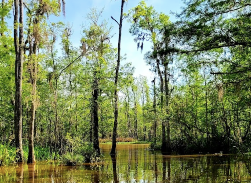 3-Day Road Trip In Louisiana To Surprisingly Beautiful Swamps