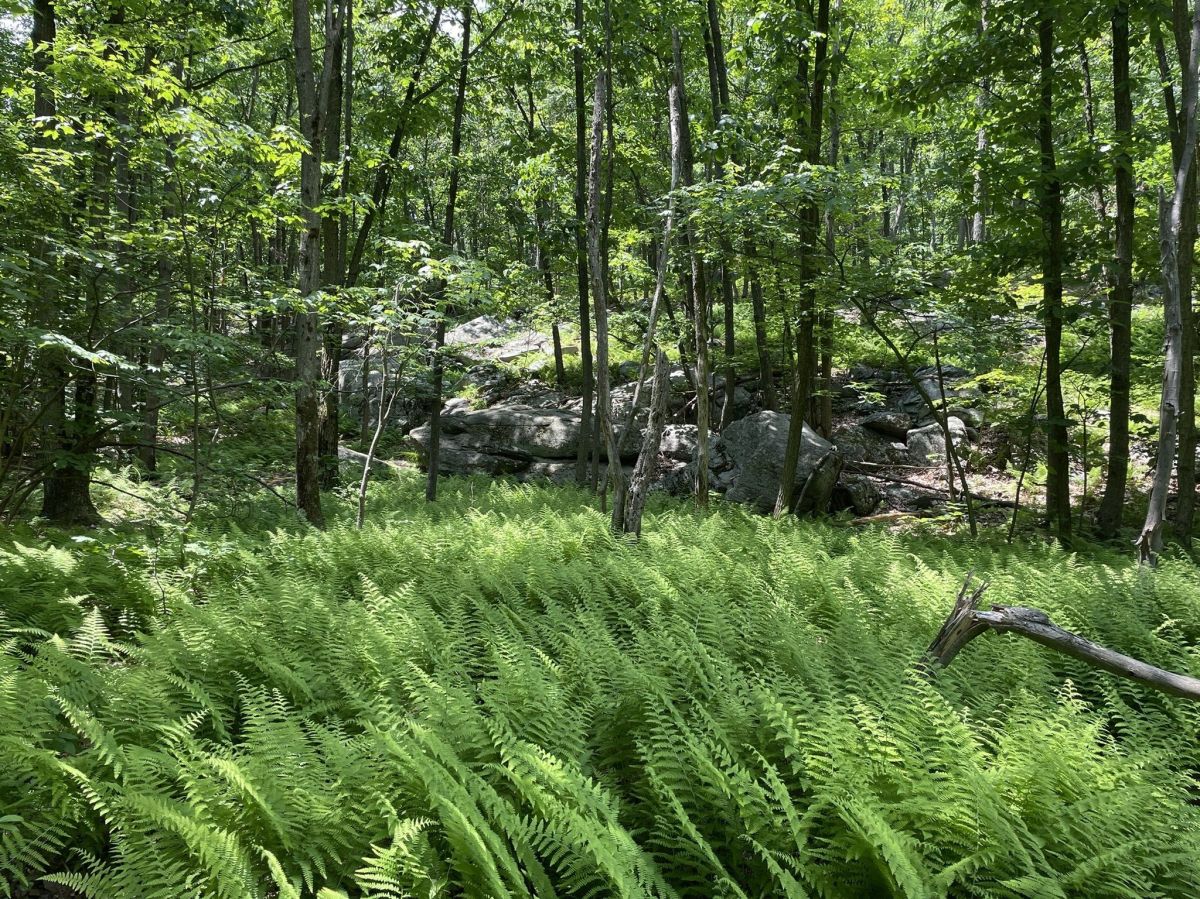 The Hammonds Rocks Trail In Pennsylvania Is Otherwordly