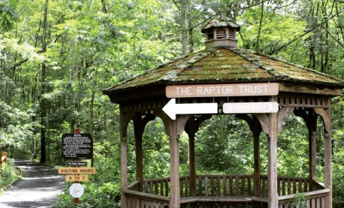 The Raptor Trust In New Jersey Is An Underrated Wild Bird Center