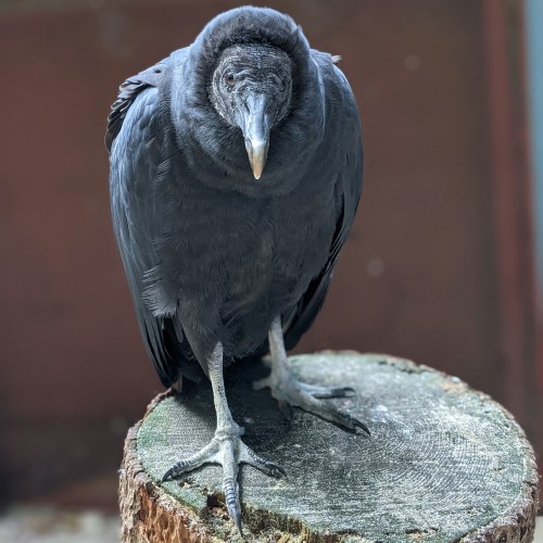 The Raptor Trust In New Jersey Is An Underrated Wild Bird Center