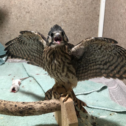 The Raptor Trust In New Jersey Is An Underrated Wild Bird Center