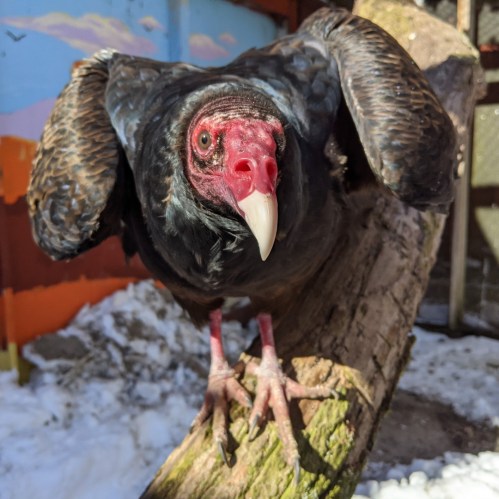 The Raptor Trust In New Jersey Is An Underrated Wild Bird Center