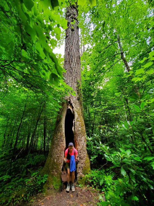The Boogerman Trail In North Carolina Has Magical Footbridges