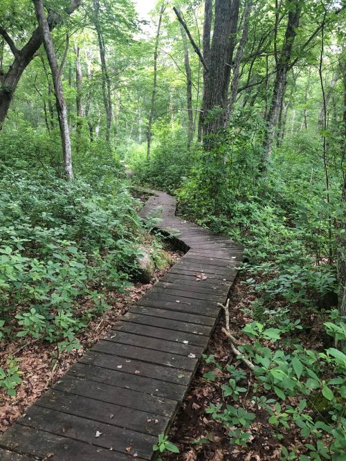 Vin Gormley Trail In Rhode Island Is Unexpectedly Magical
