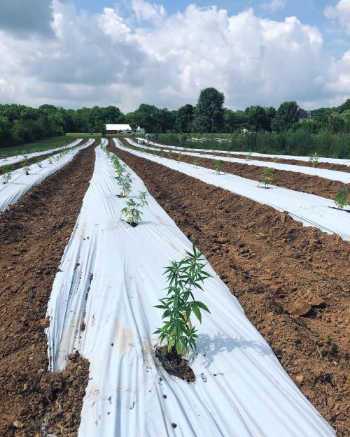 You'll Want To Visit Twin Rose Farm In Tennessee This Spring