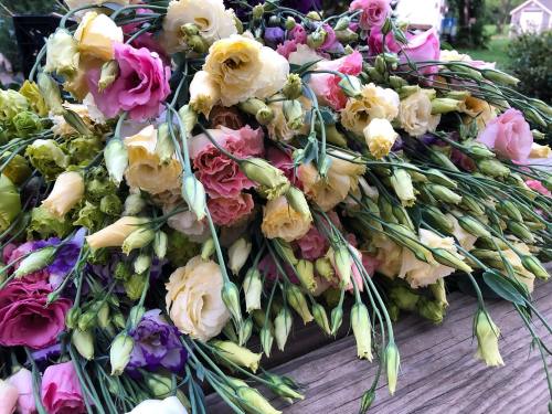 You'll Want To Visit Twin Rose Farm In Tennessee This Spring
