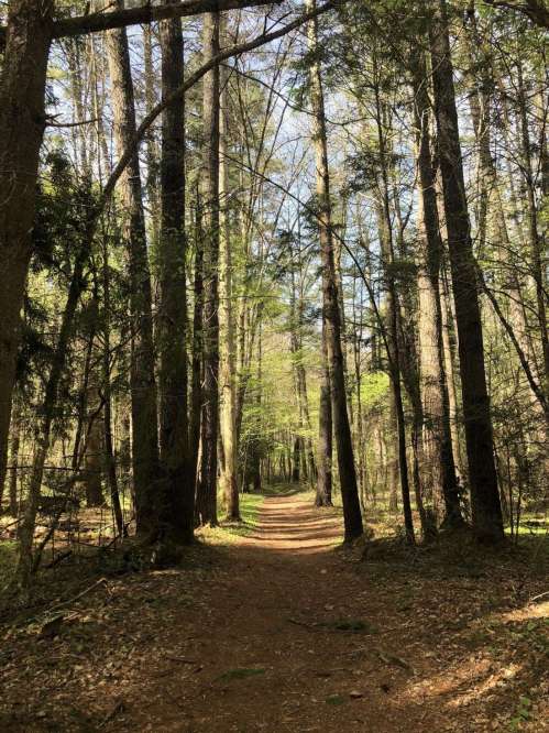 The Boogerman Trail In North Carolina Has Magical Footbridges