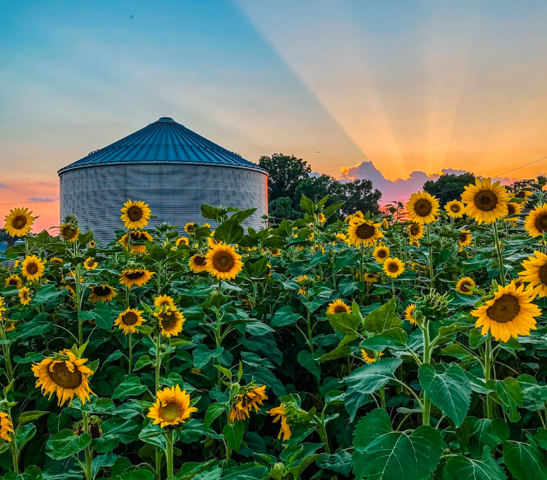 Full Of Whimsy And Wonder, The Louisiana Sunflower Festival Is One ...