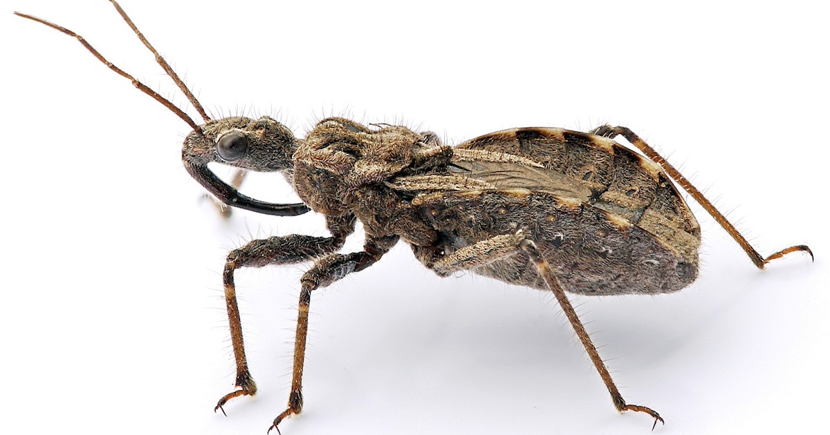 These 10 Insects Found In North Dakota Will Send Shivers Down Your Spine