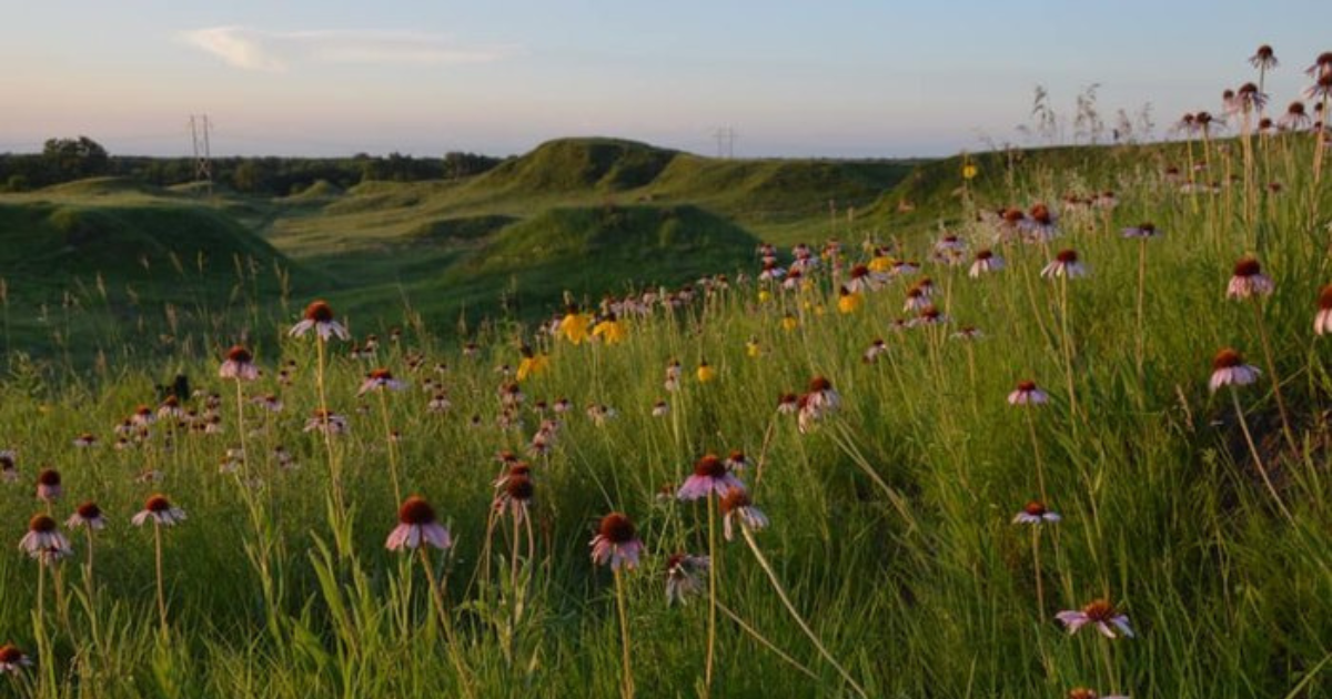 Hike Through Spring Wildflowers At Gjerloff Prairie In Nebraska
