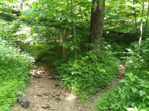 Clark State Forest Is Full Of The Best Hikes In Indiana
